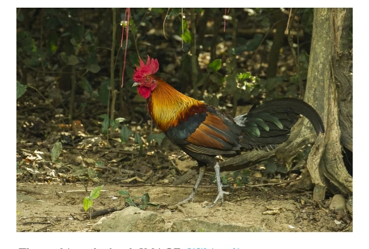 The First Chicken | Delery Gazette
